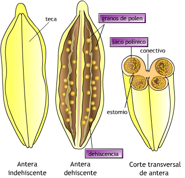 Ciclo de vida del paraíso (Melia azedarach, Meliaceae) Anteras