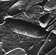 Major Groups of Procaryotes
